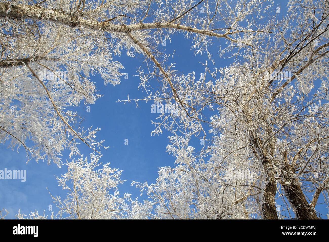 winter landscape, branches of trees in frost Stock Photo - Alamy