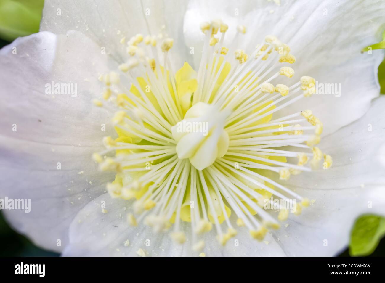 White christmas rose hellebore hi-res stock photography and images - Alamy