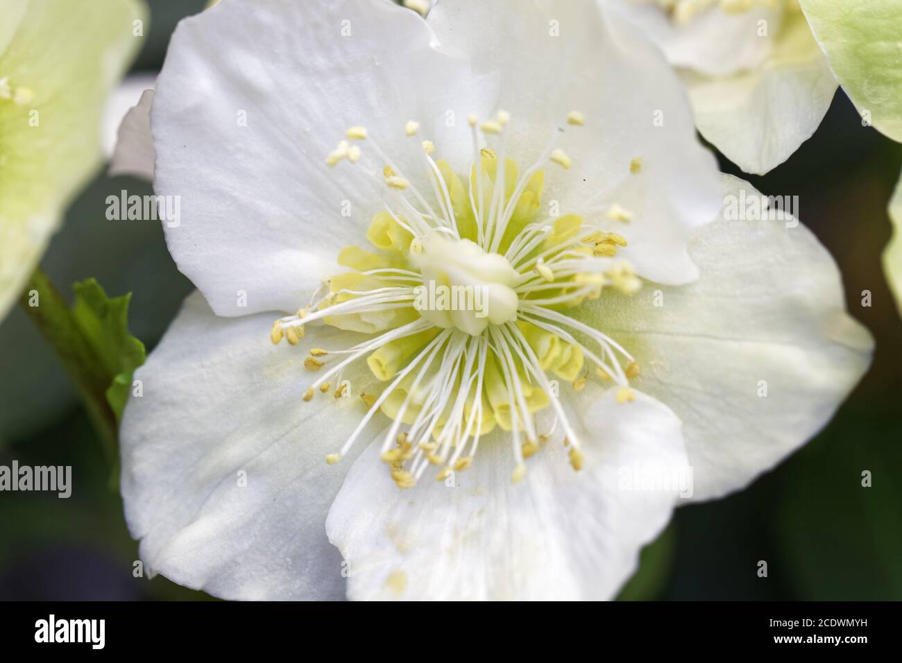 White christmas rose hellebore hi-res stock photography and images - Alamy