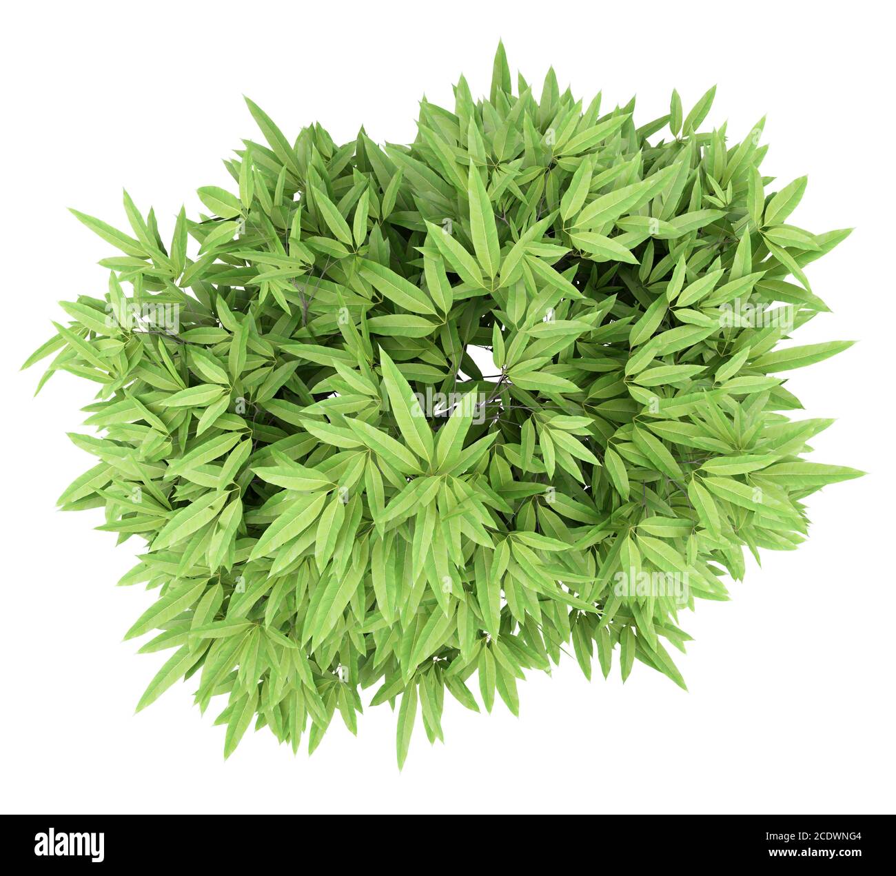 mango tree isolated on white background. top view Stock Photo - Alamy