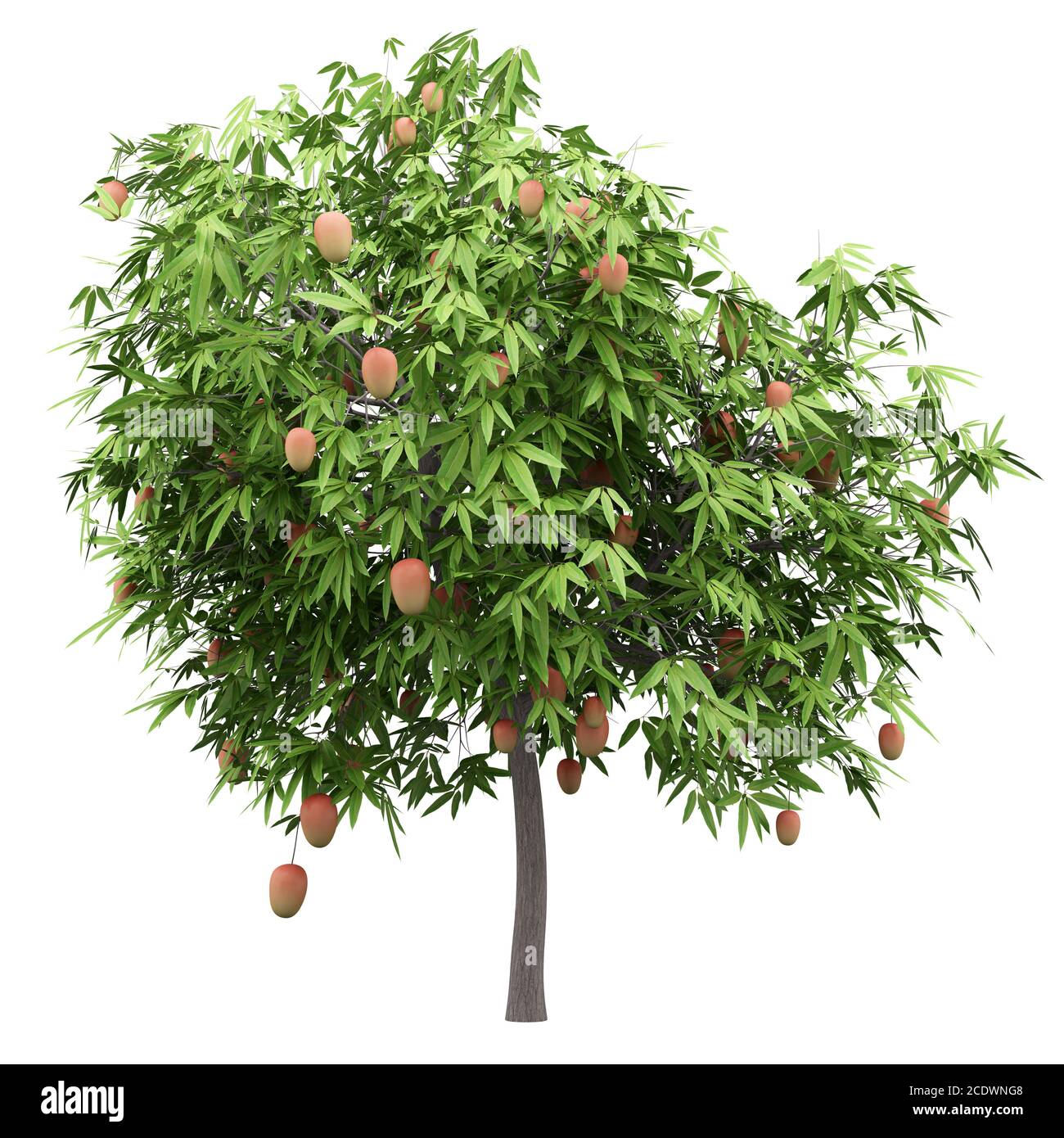 mango tree with mango fruits isolated on white background Stock Photo ...