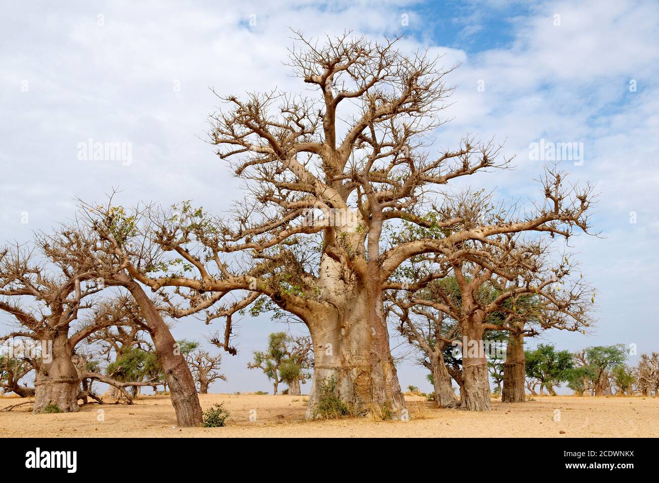 Senegal, Baobab at Sine Saloum park Stock Photo - Alamy