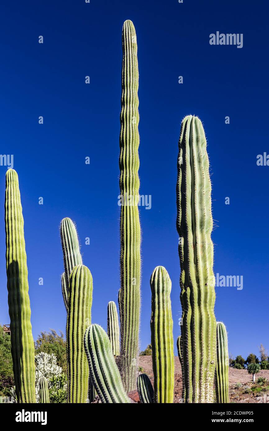 Mexican elephant cactus Pachycereus pringlei with blue sky Stock Photo ...