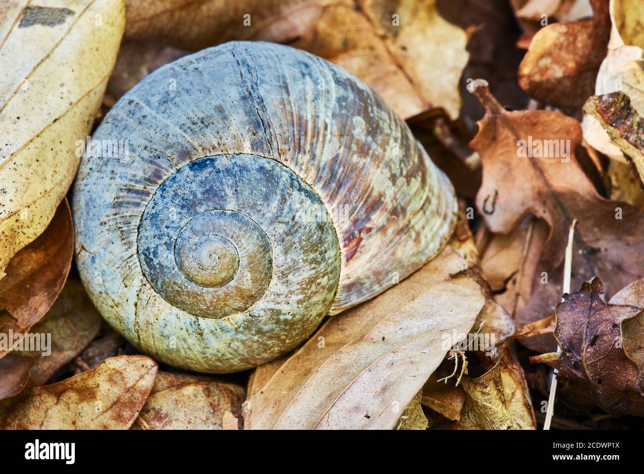 Abandoned snail shell hidden between leaves Stock Photo - Alamy