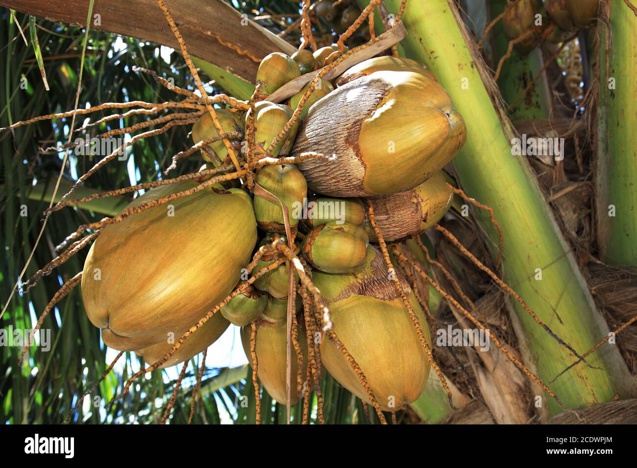 Coconuts in the Maldives Stock Photo - Alamy