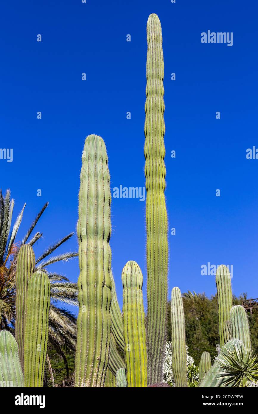 Mexican giant cardon cactus hi-res stock photography and images - Alamy