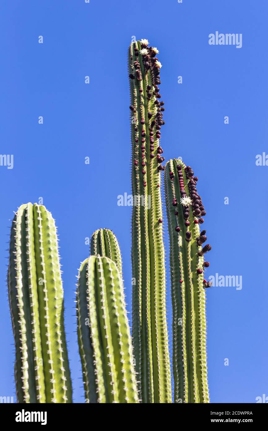 Mexican cactus Pachycereus pecten aboriginum Stock Photo - Alamy