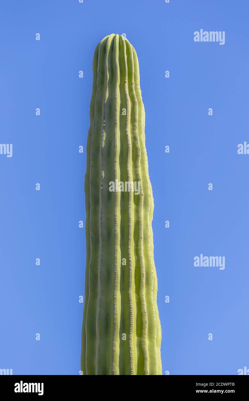 Mexican elephant cactus Pachycereus pringlei Stock Photo - Alamy