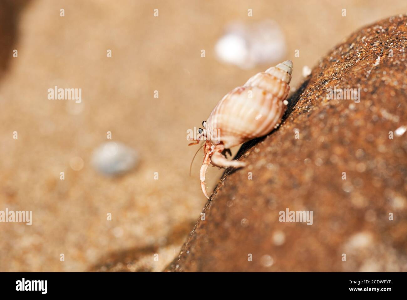Hermit walks hi-res stock photography and images - Alamy