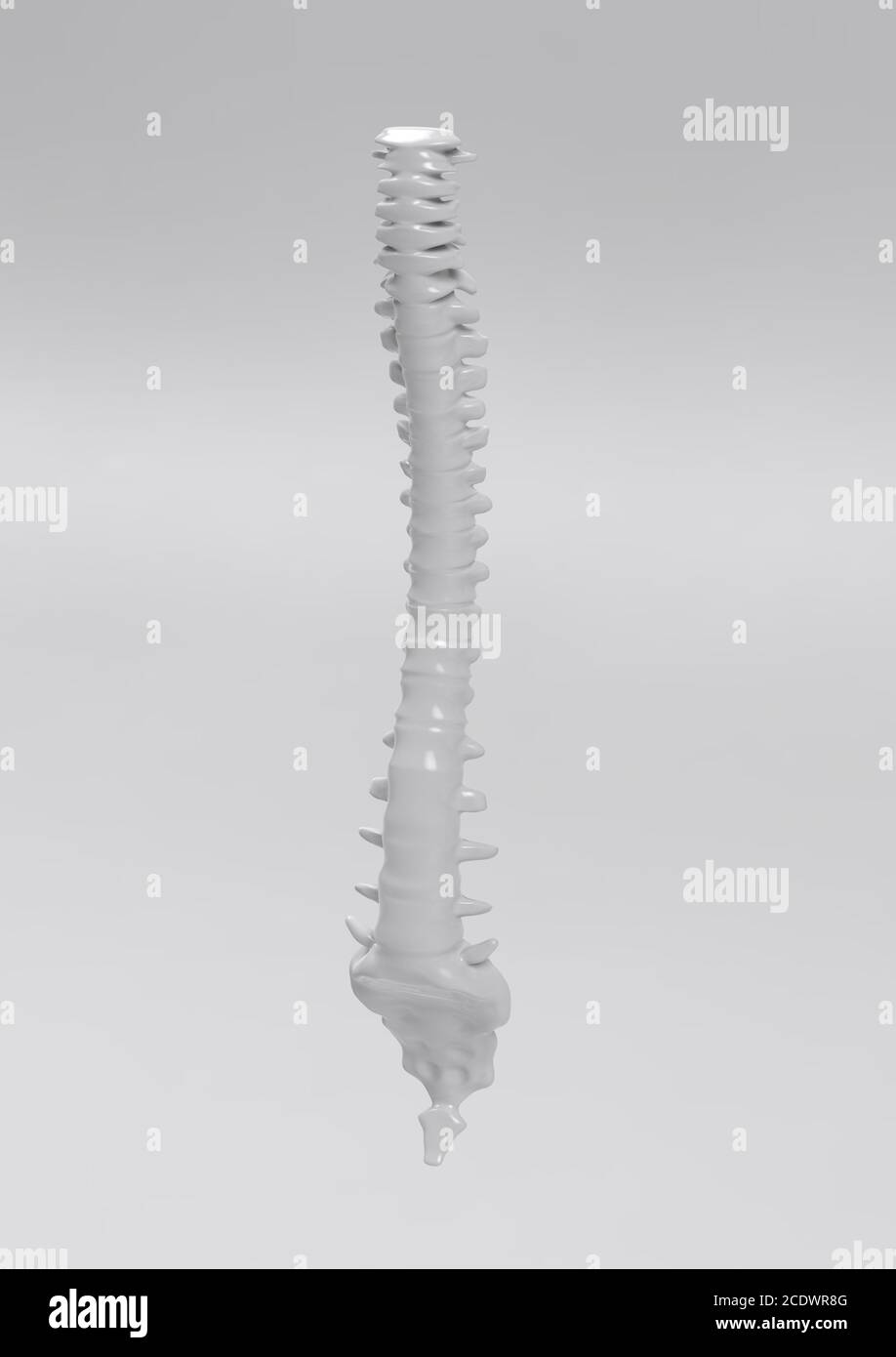 backbone human white gray isolated 3d illustration Stock Photo - Alamy