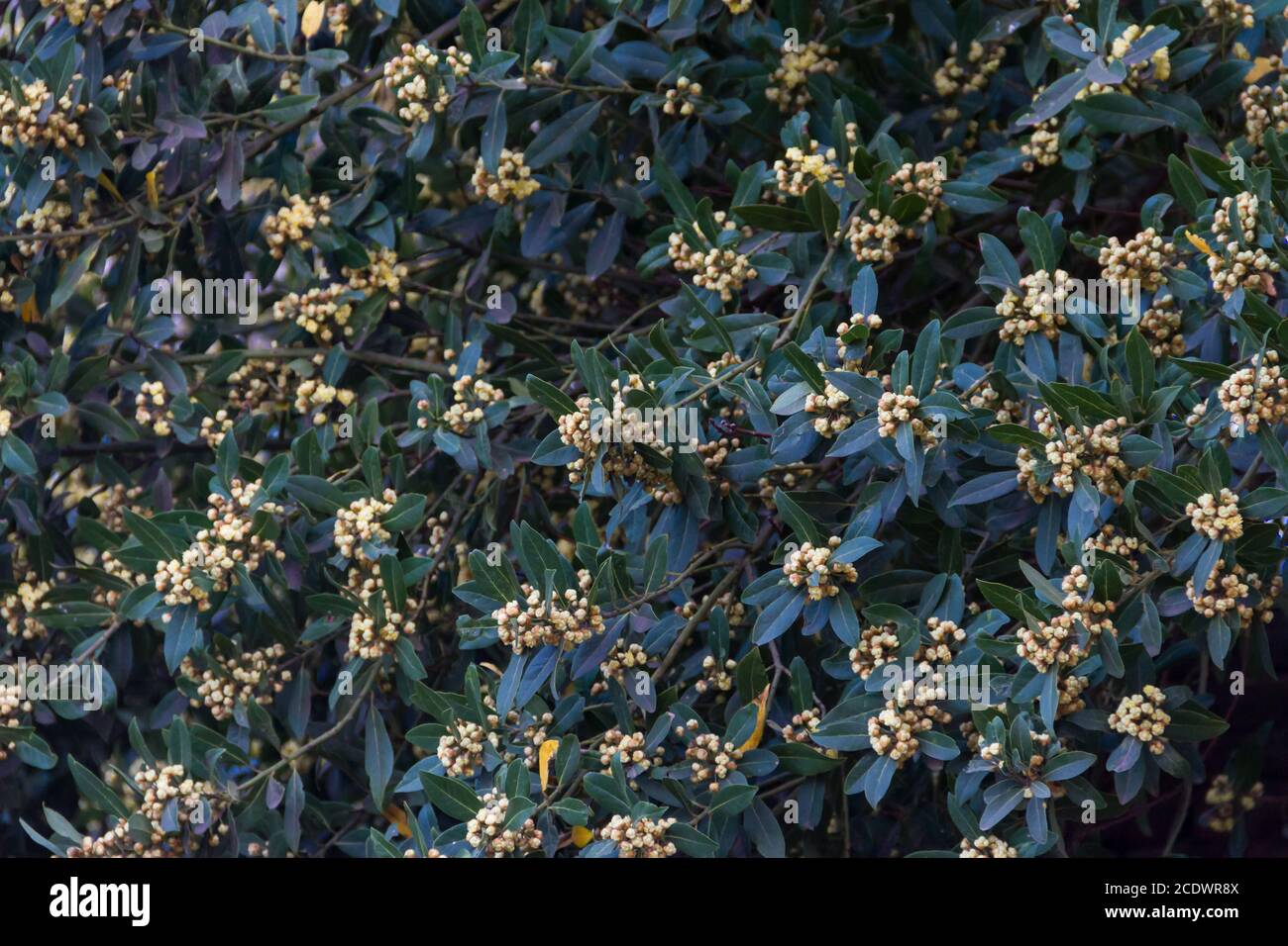 Laurel tree garden hi-res stock photography and images - Alamy