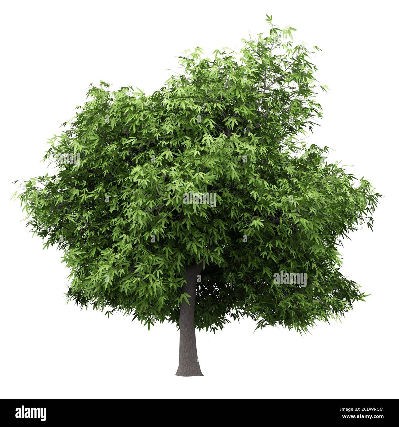 mango tree isolated on white background Stock Photo - Alamy