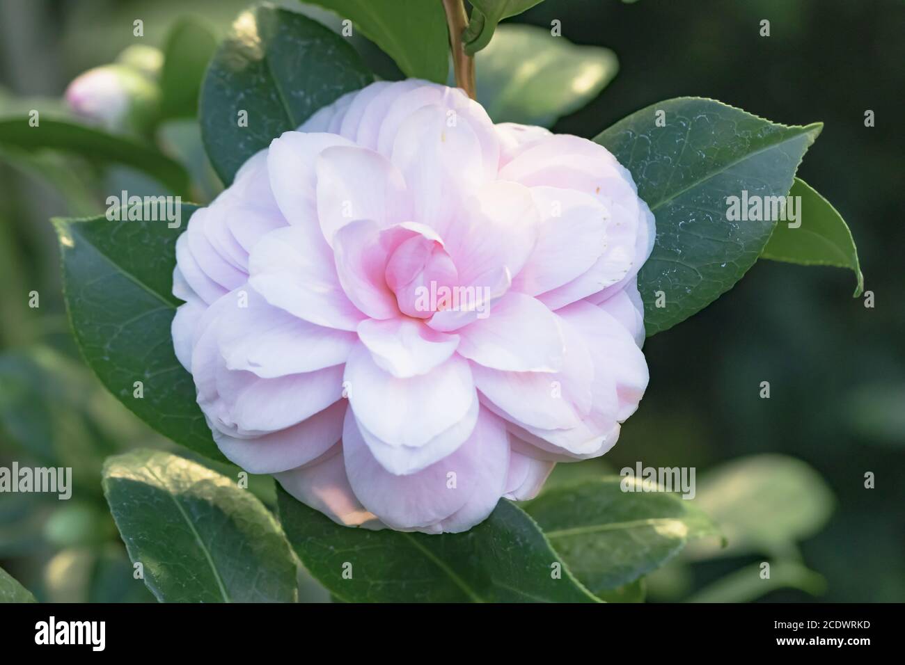 Cheryl blossom hi-res stock photography and images - Alamy