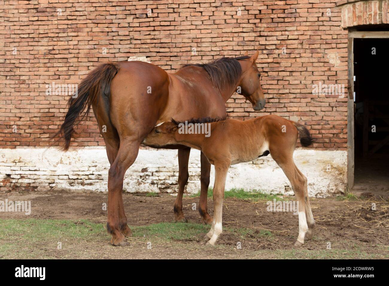 Horse sucking hi-res stock photography and images - Alamy