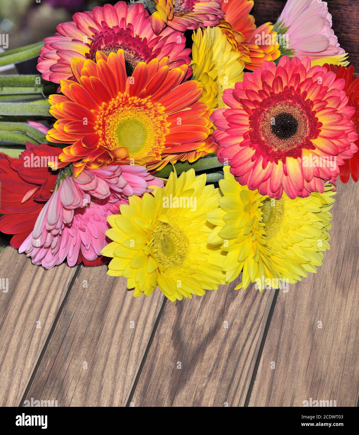Bouquet of different colorful gerberas close up on a wooden background ...