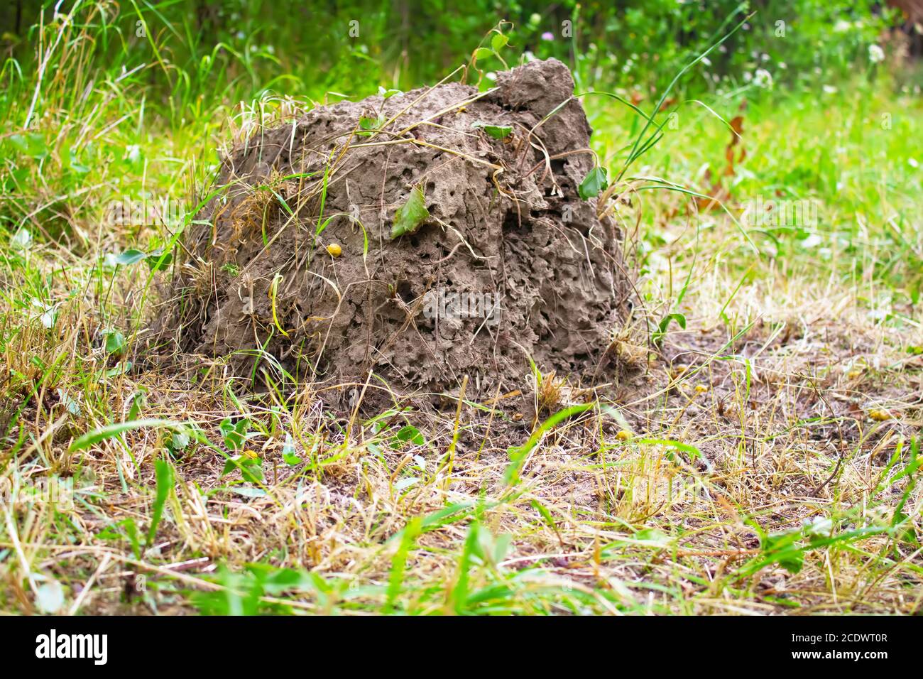 Large anthill in the summer garden Stock Photo - Alamy