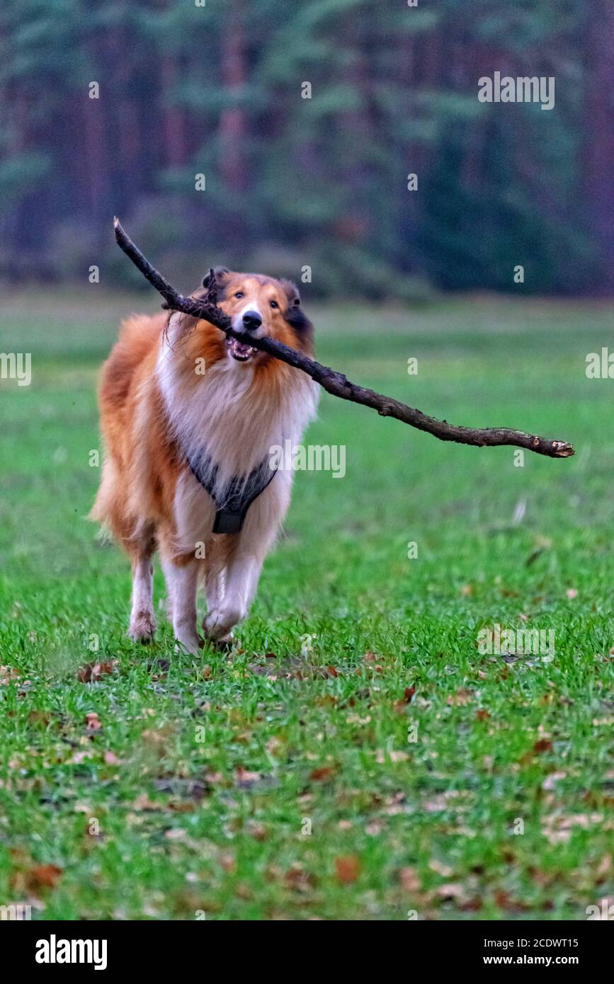 American longhair hi-res stock photography and images - Alamy