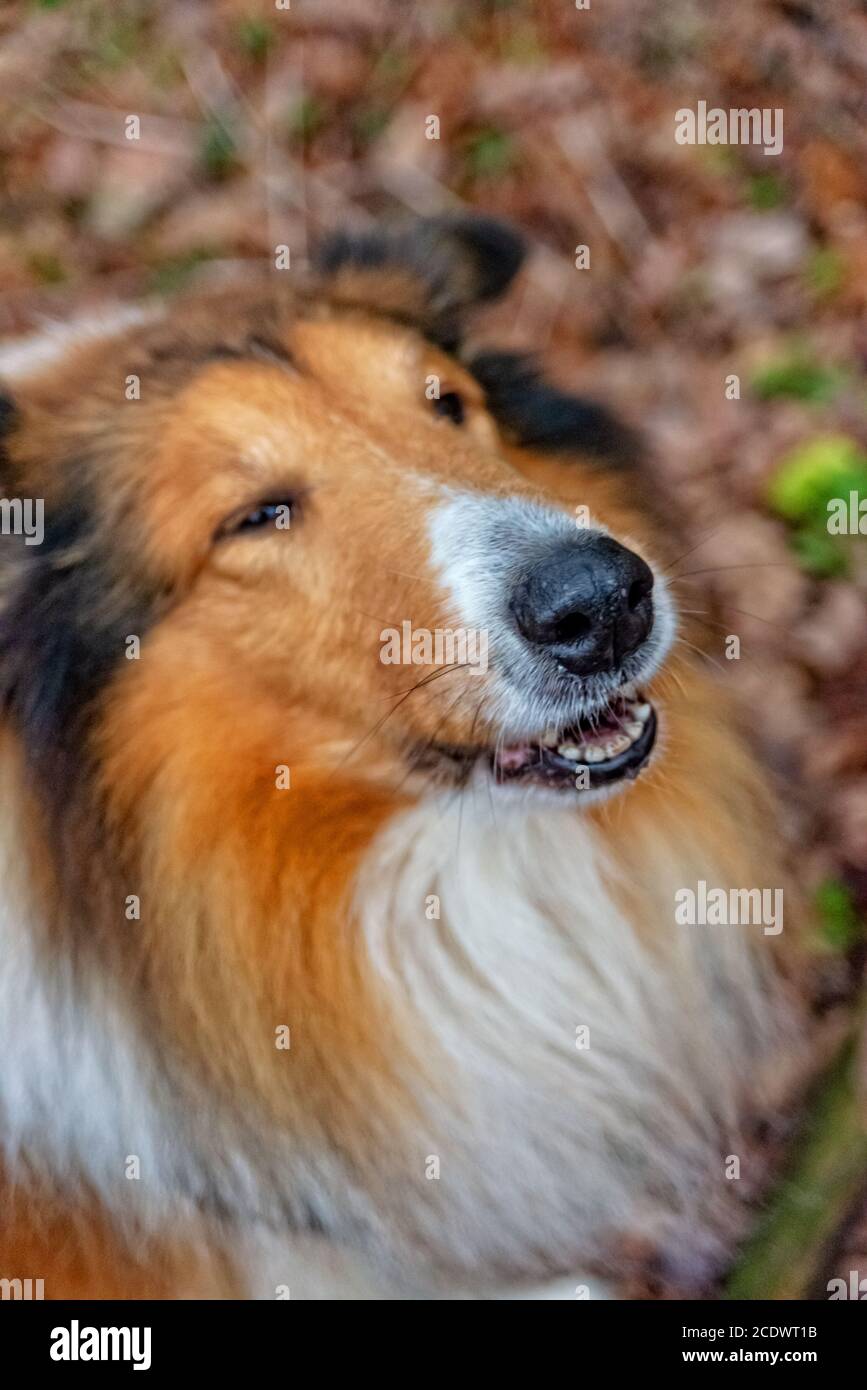 Rough collie male hi-res stock photography and images - Alamy