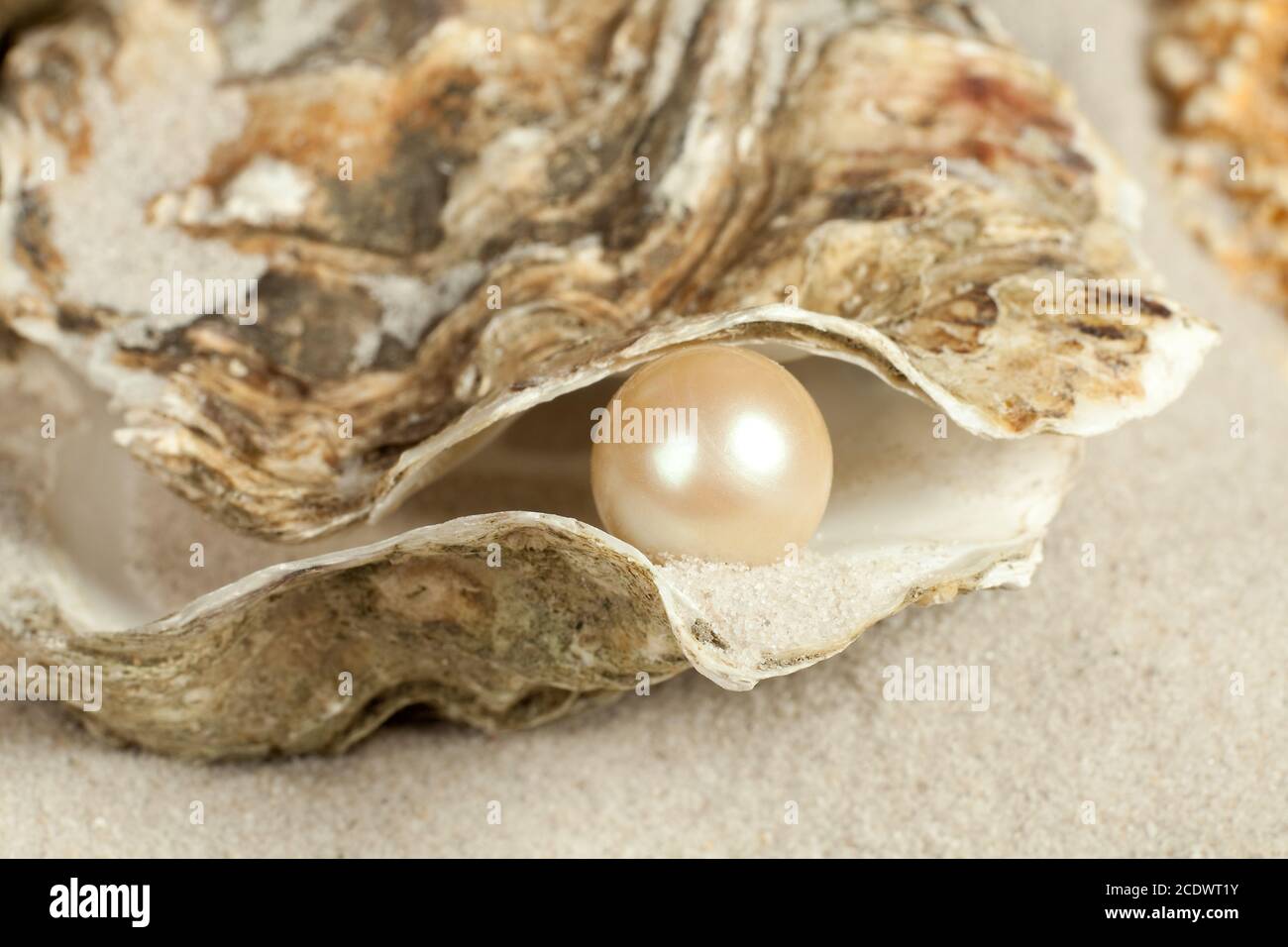 Clams In Ocean With Pearls