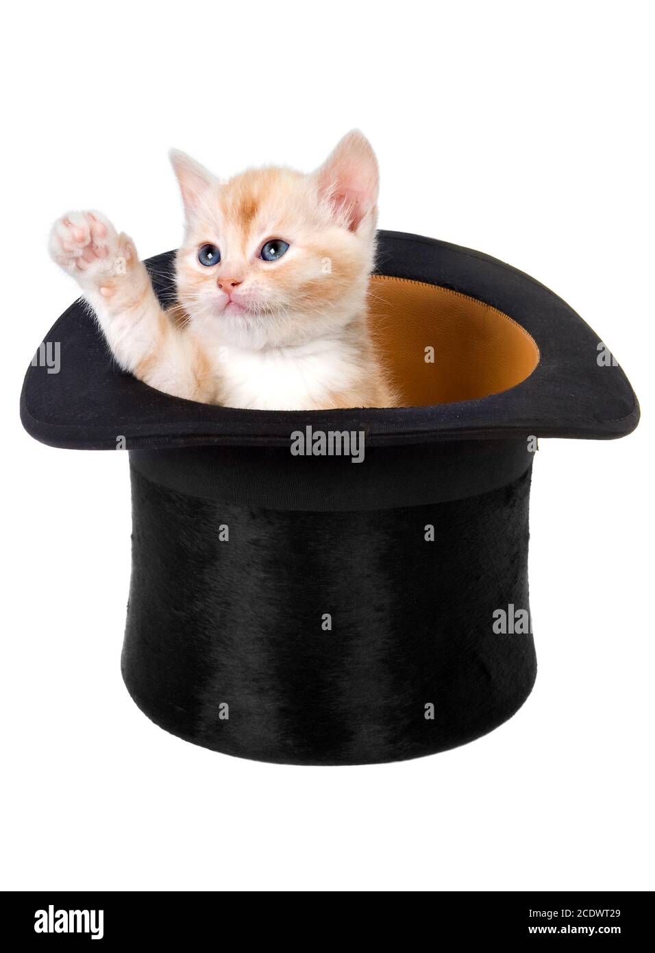Kitten in top hat hi-res stock photography and images - Alamy