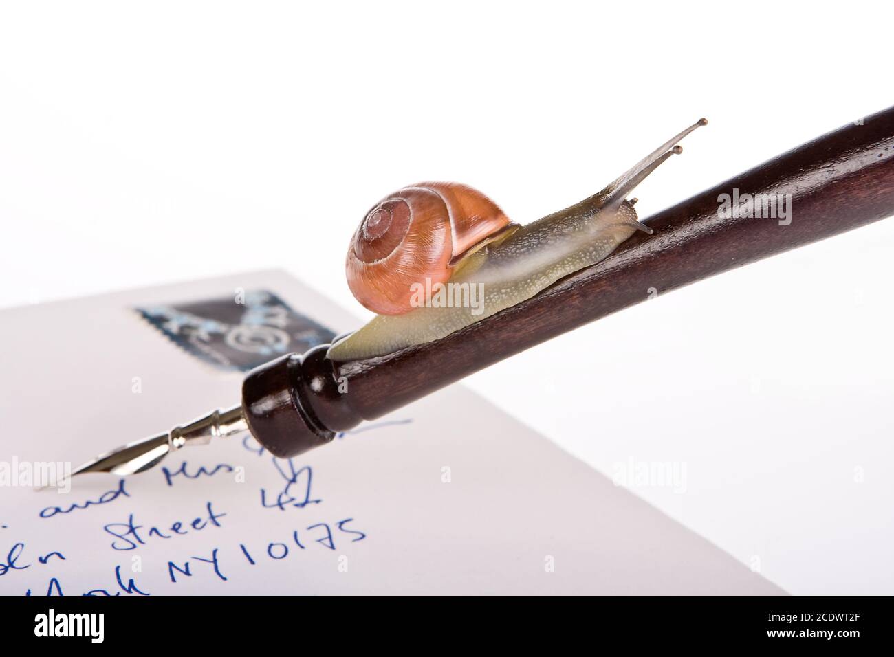 Snail on a fountain pen and envelope Stock Photo - Alamy