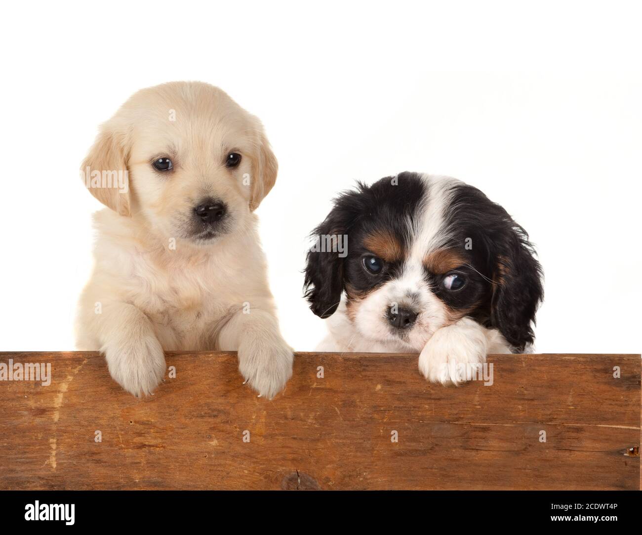 6 weeks old puppy dogs waiting at a fence Stock Photo - Alamy