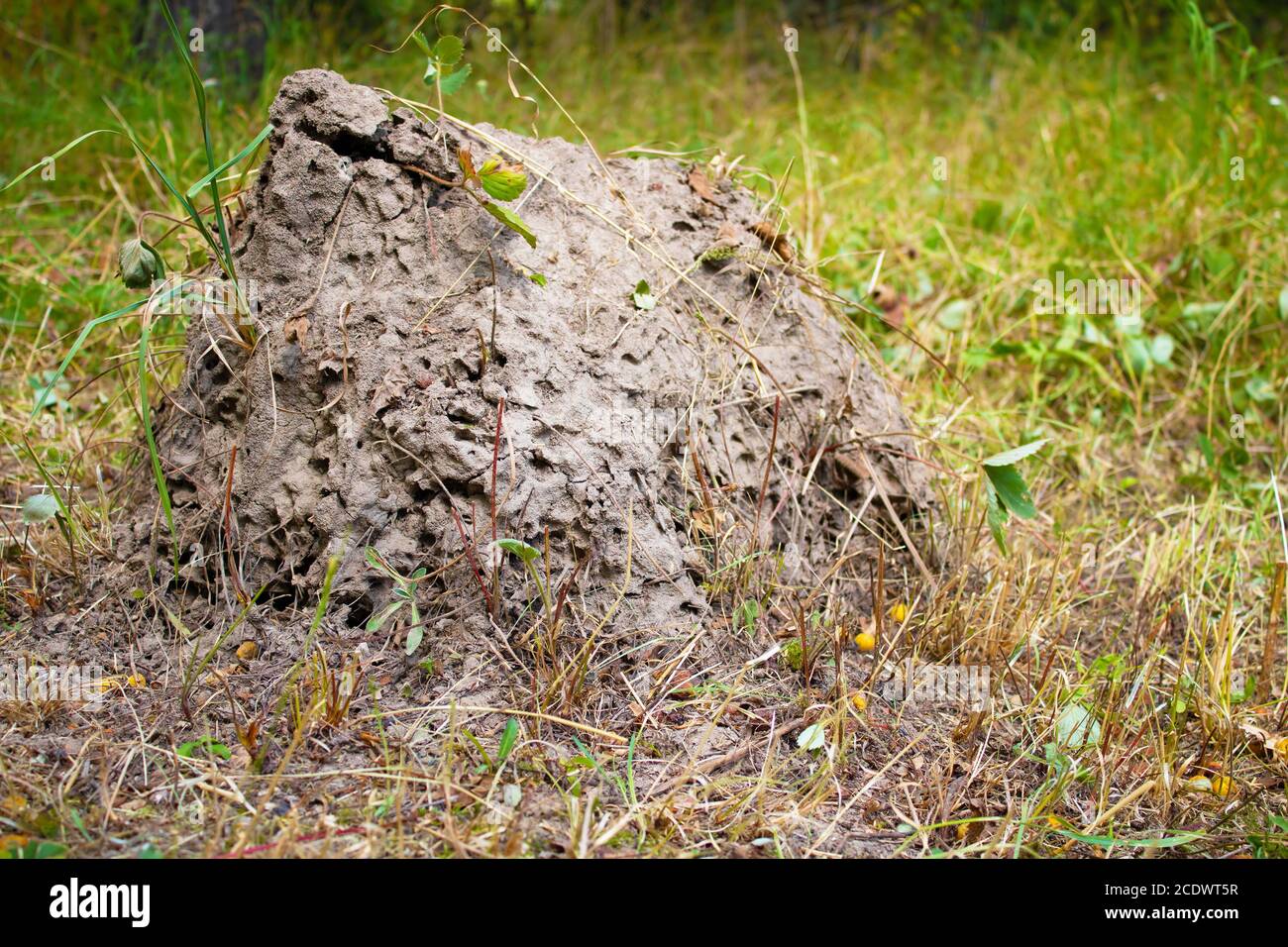Anthill garden hi-res stock photography and images - Alamy