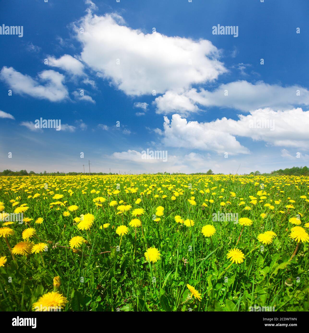 Beautiful coconut tree hi-res stock photography and images - Alamy