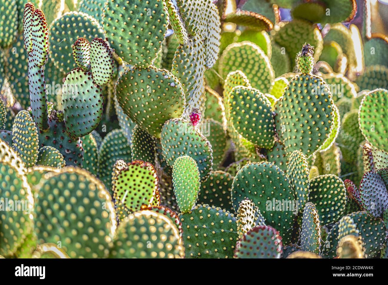 Mexican cactus Opuntia microdasys Stock Photo - Alamy