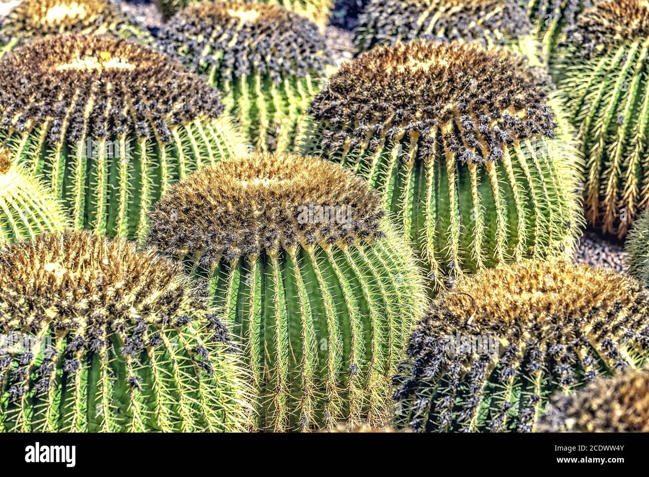 Hot mexican desert with cacti hi-res stock photography and images - Alamy