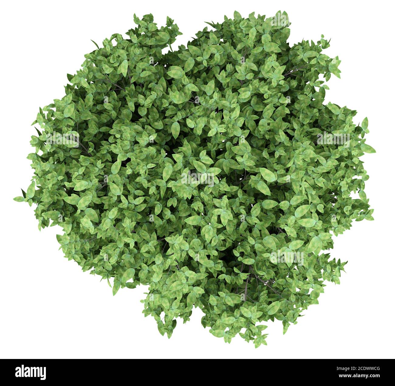 pomelo tree isolated on white background. top view Stock Photo - Alamy