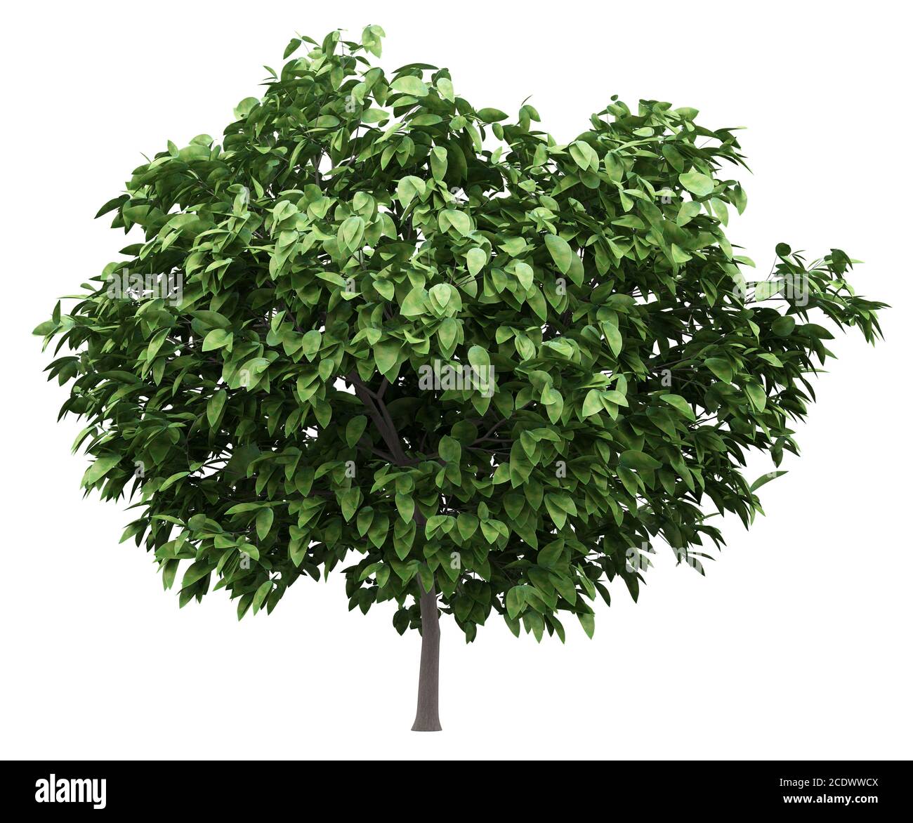 pomelo tree isolated on white background Stock Photo - Alamy