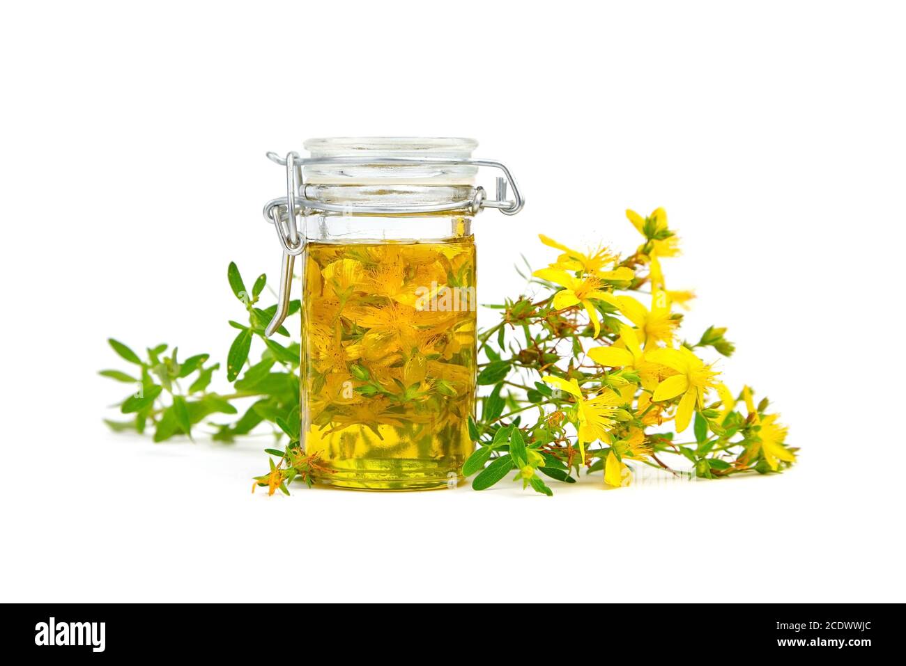 Fresh medicinal plant st Cut Out Stock Images & Pictures - Alamy