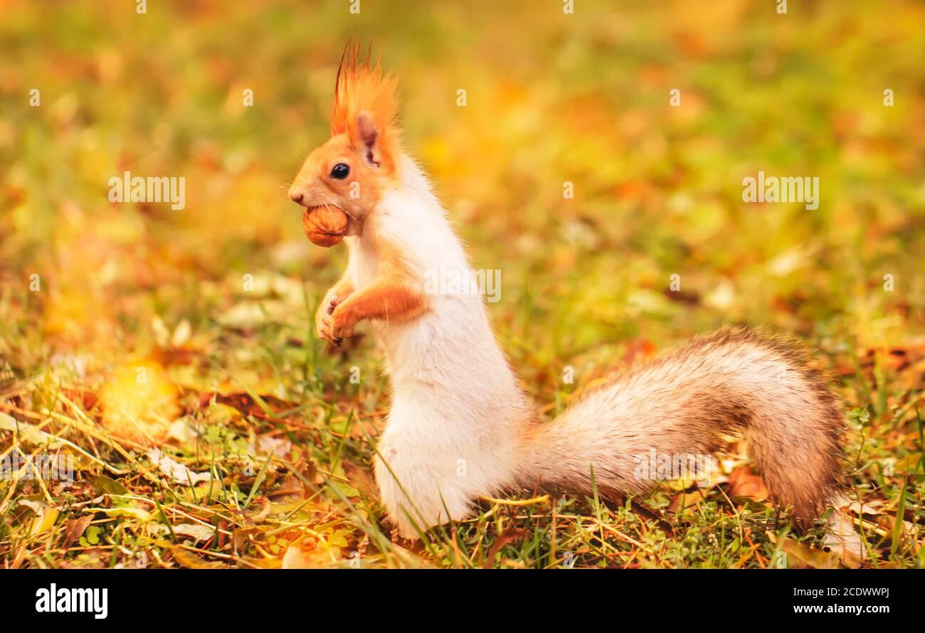 Sciurus vulgaris hides nuts hi-res stock photography and images - Alamy
