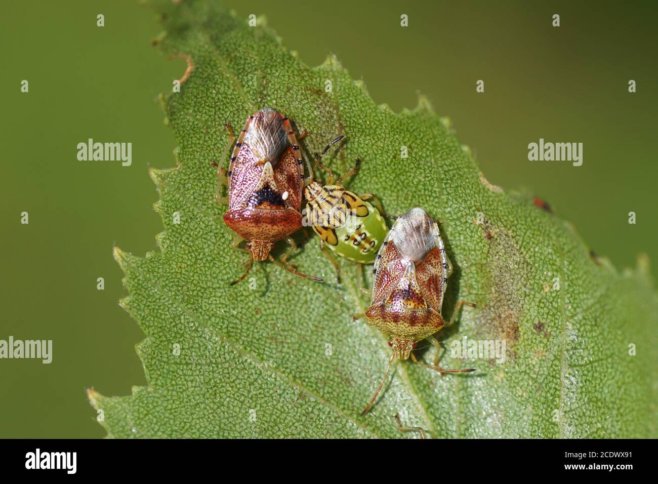 Parent shield bug elasmucha grisea hi-res stock photography and images ...
