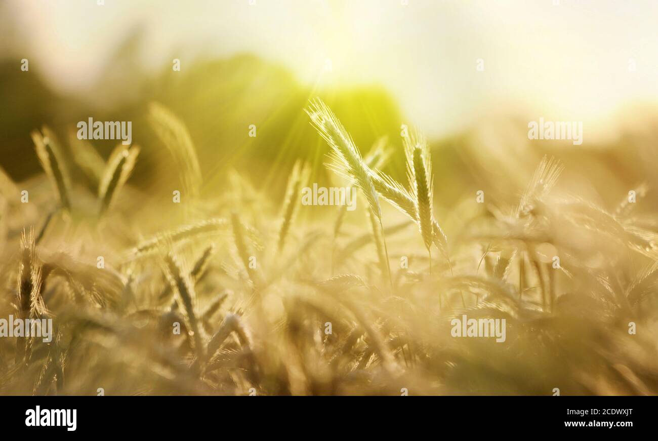 Barley shining in sun hi-res stock photography and images - Alamy