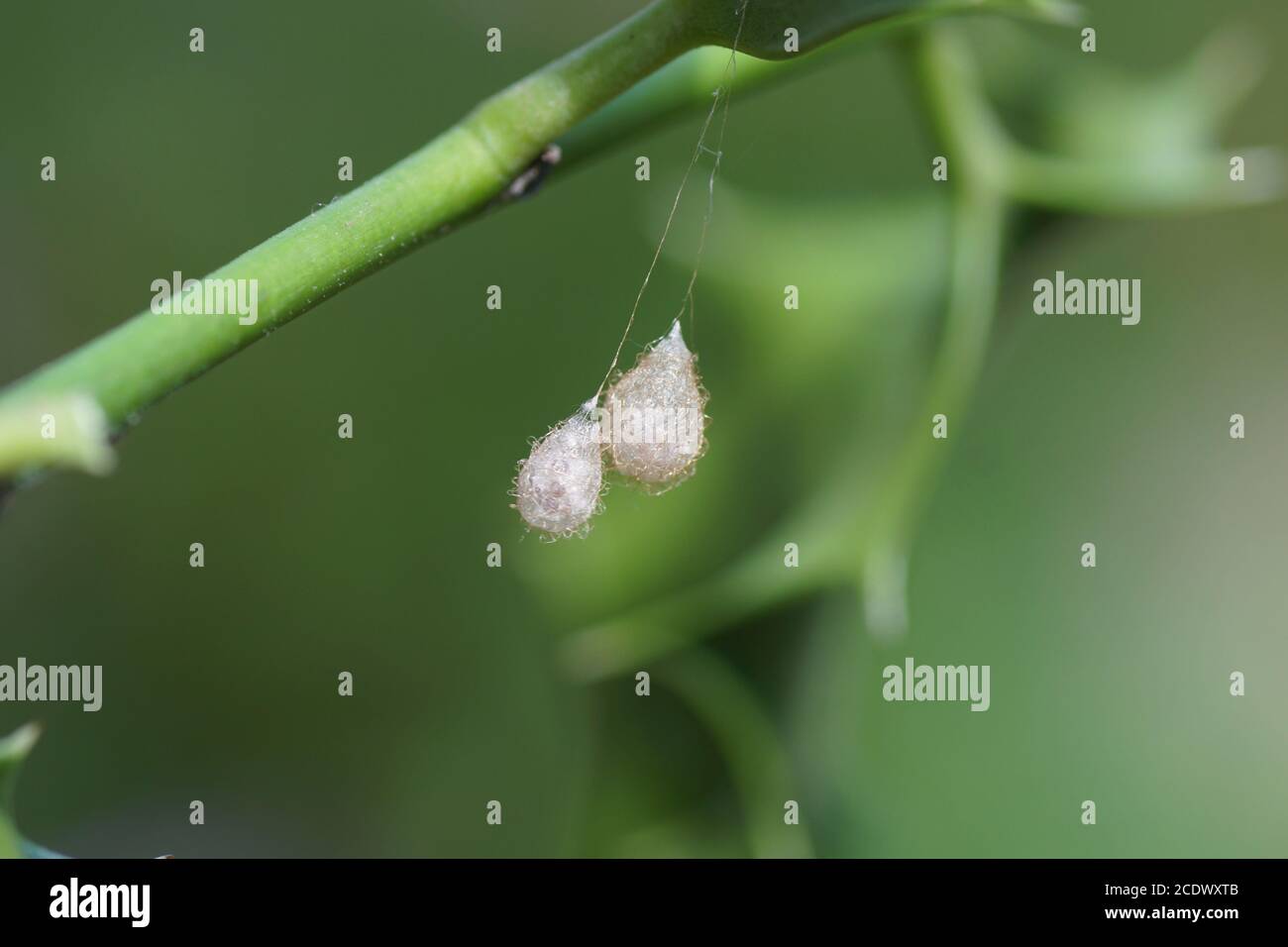 Cocoons with eggs of an Ero spider hanging in holly. A genus of pirate ...