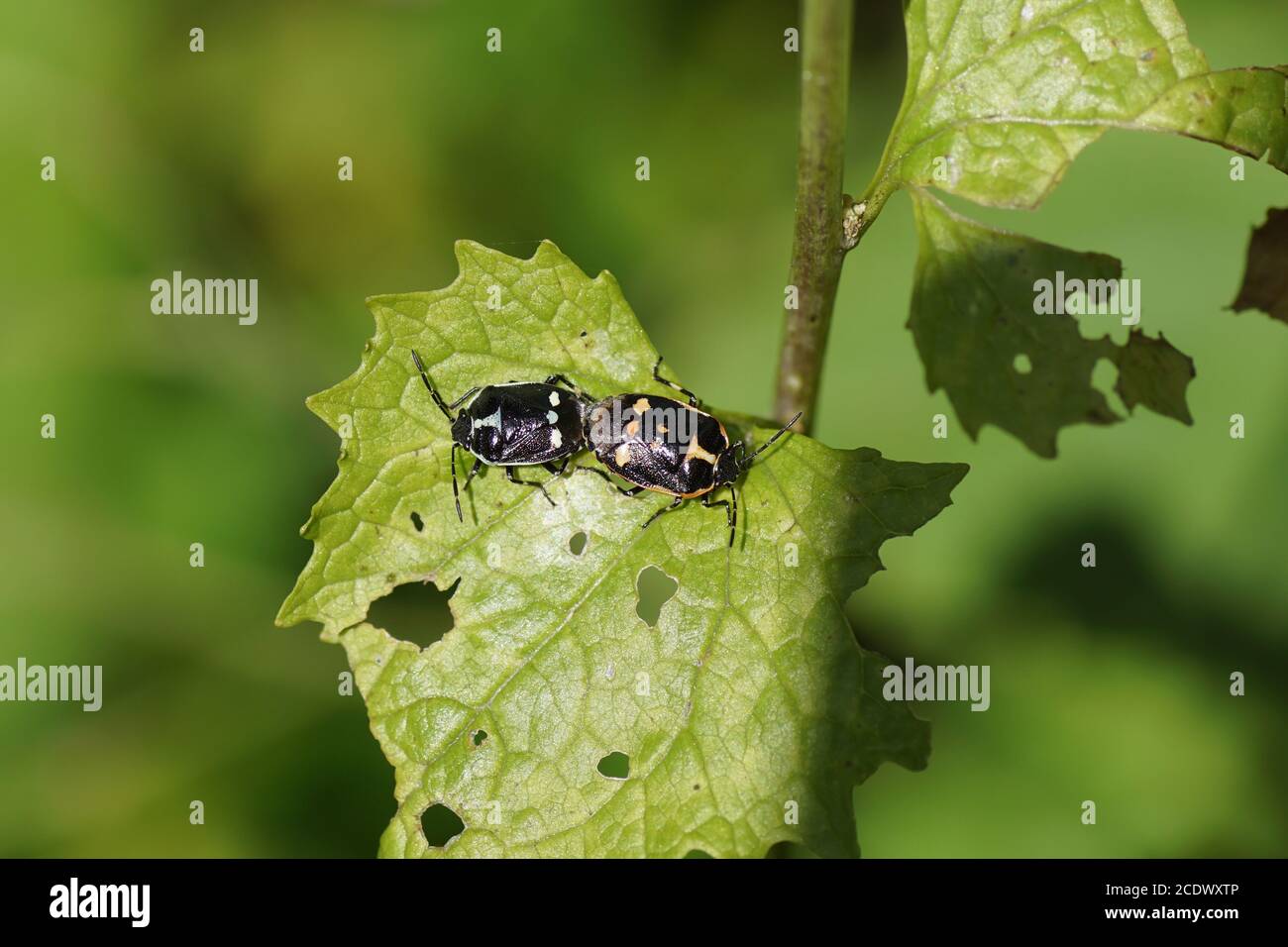 Cabbage bugs, brassica shieldbugs (Eurydema oleracea) of the family ...