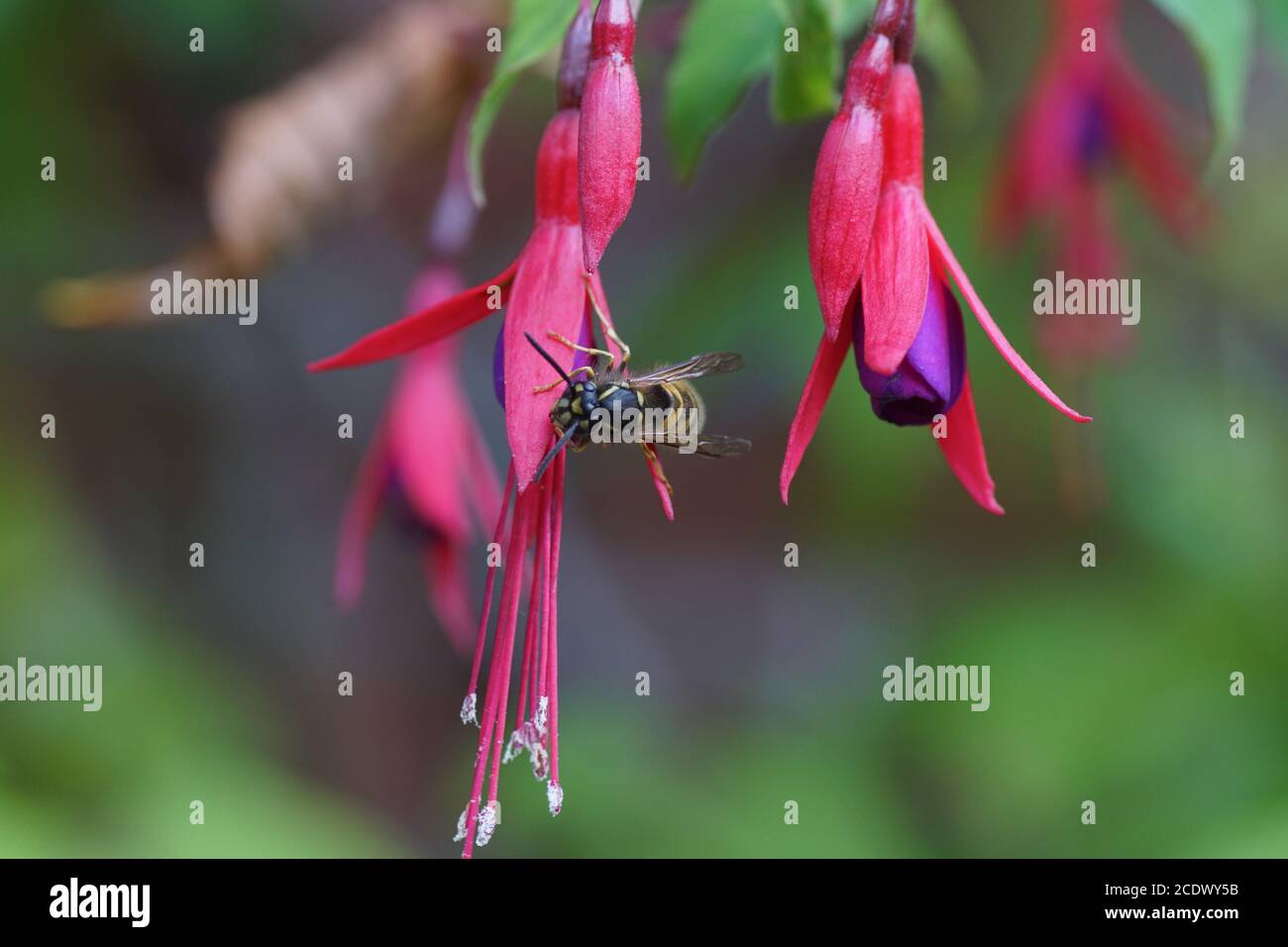 Common wasp (Vespula vulgaris), family Vespidae on the flowers of a ...