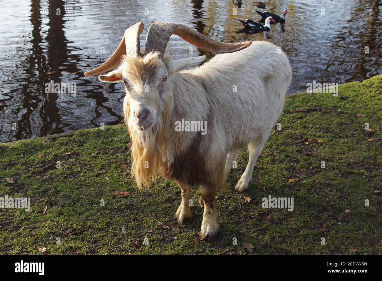 Goat Bergen High Resolution Stock Photography and Images - Alamy