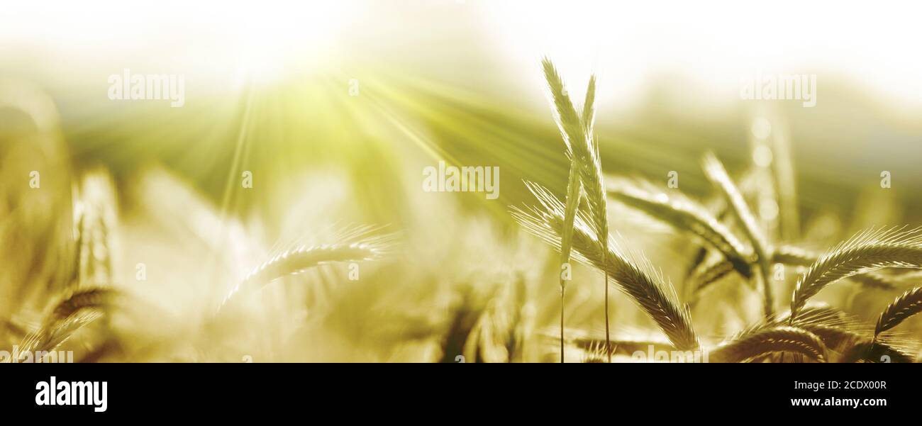 Barley shining in sun hi-res stock photography and images - Alamy