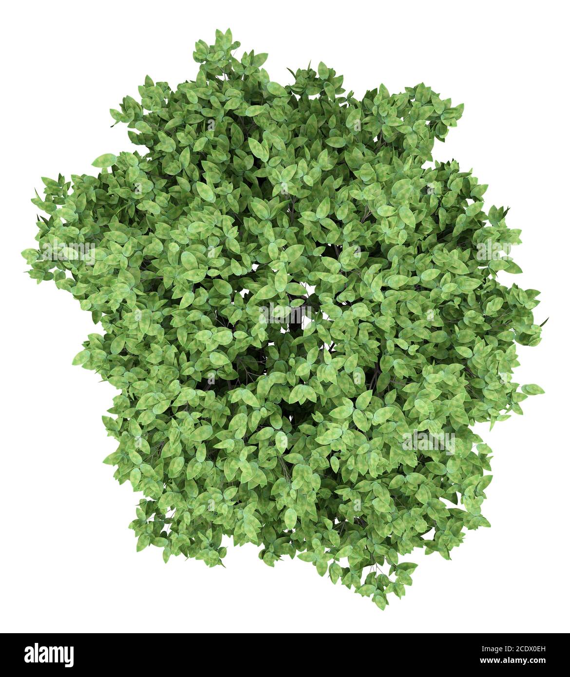 pomelo tree isolated on white background. top view Stock Photo - Alamy