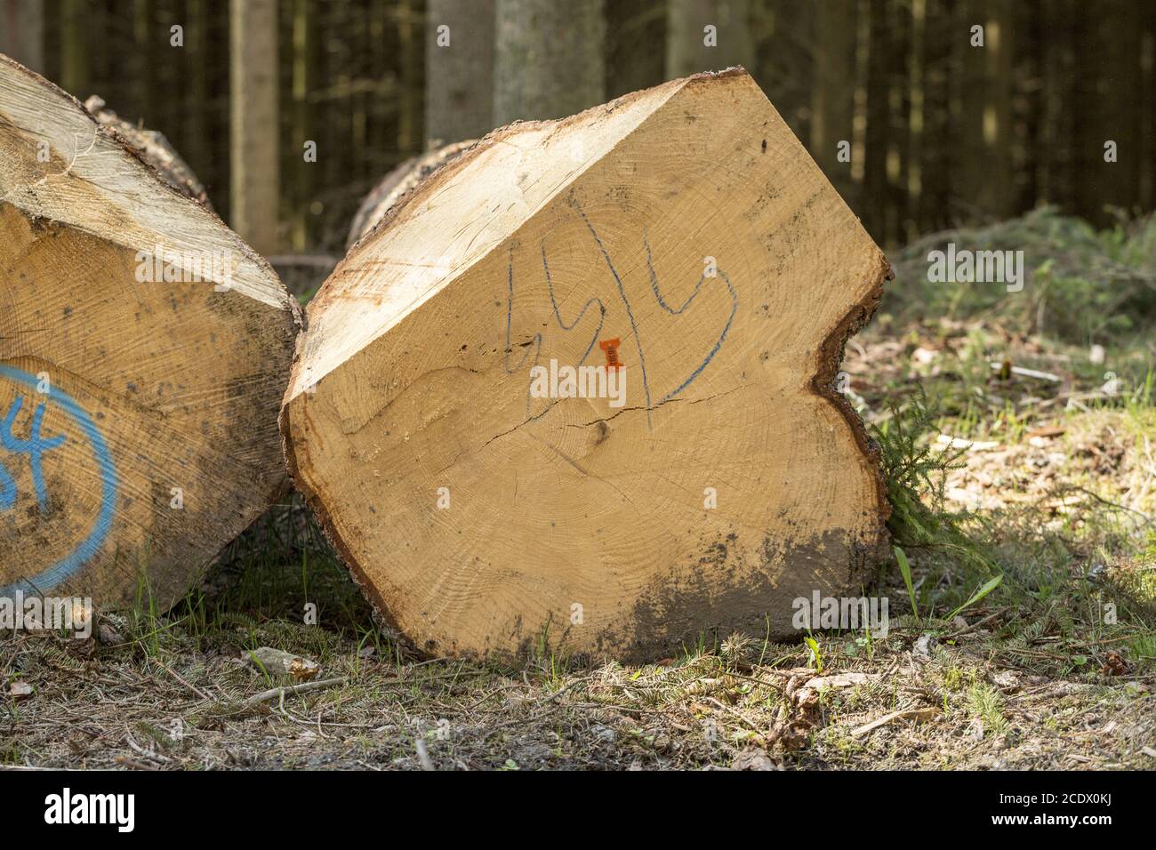 Marking of lumber by the forester, spruce trunk with number and size ...