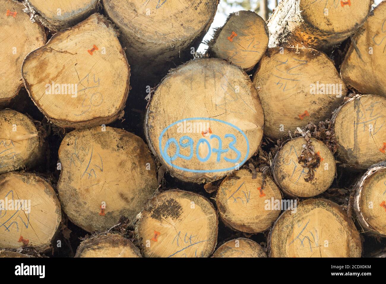 Forester marking trees hi-res stock photography and images - Alamy