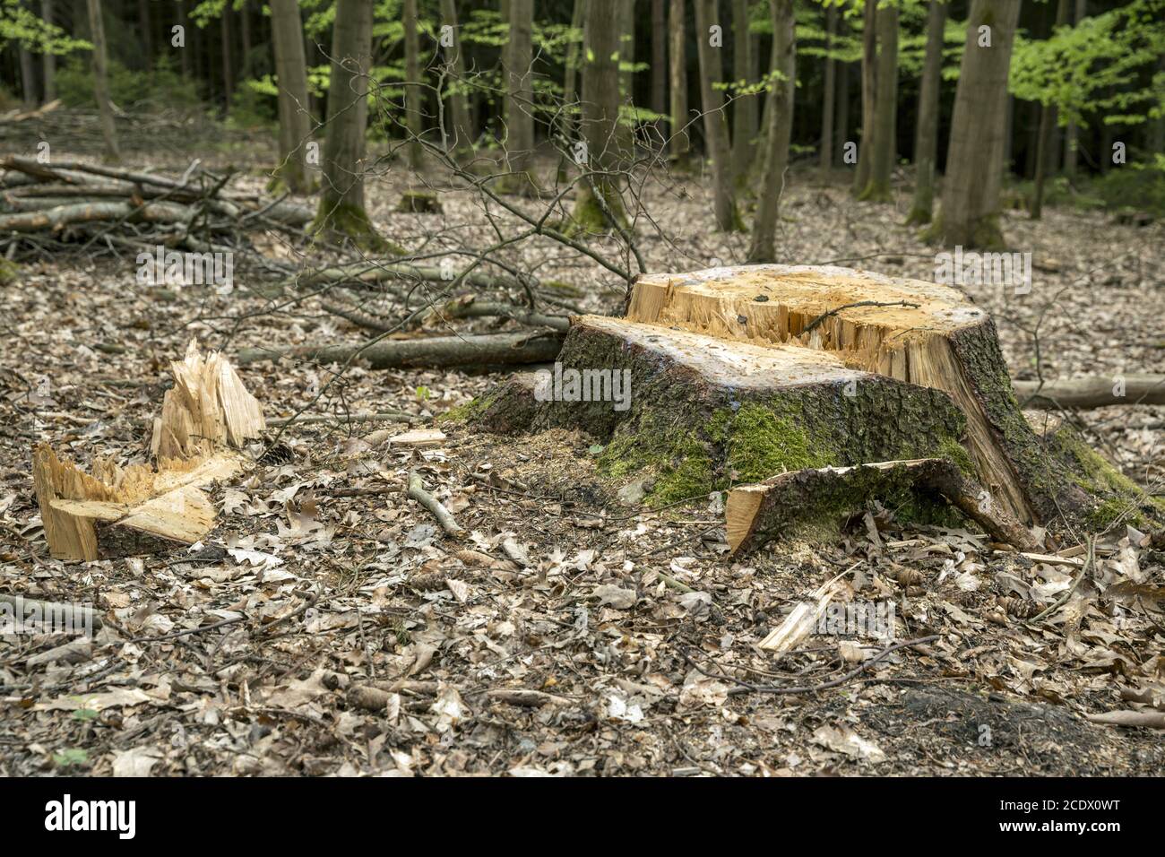 Tree stump of a freshly felled spruce and sawn drop wedge Stock Photo ...