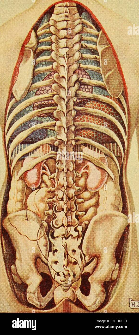 . Dr. Evans' How to keep well; . zLtl = . : —J The Shape and Relations ...