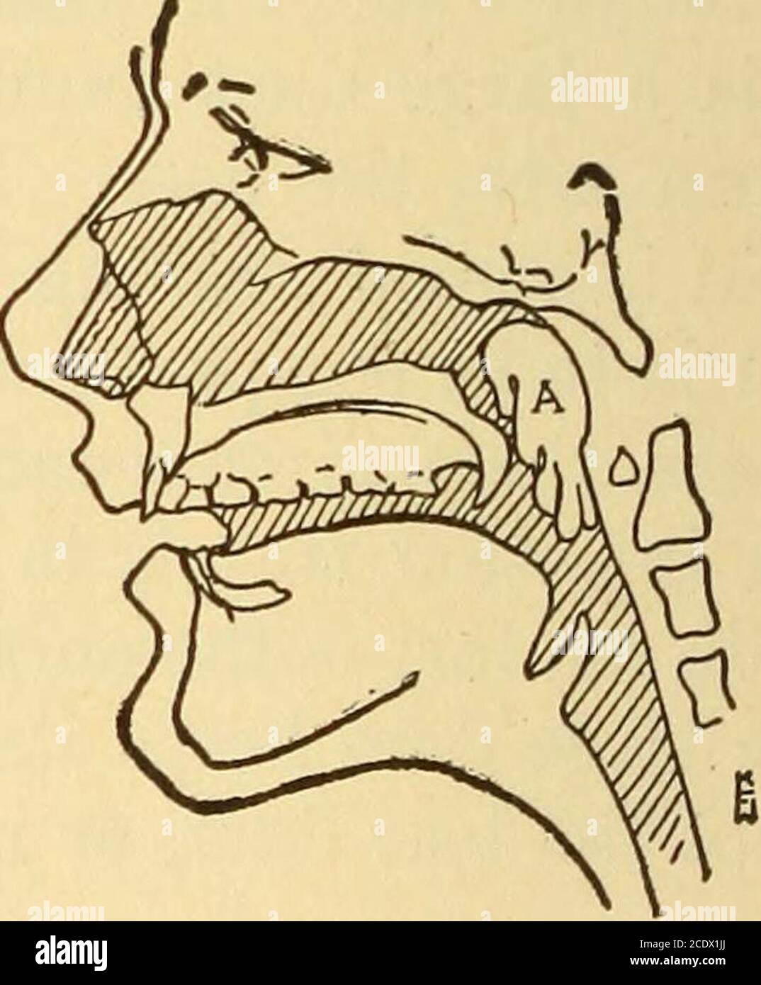 . Dr. Evans' How to keep well; . Location of Adenoids inposterior nasal ...