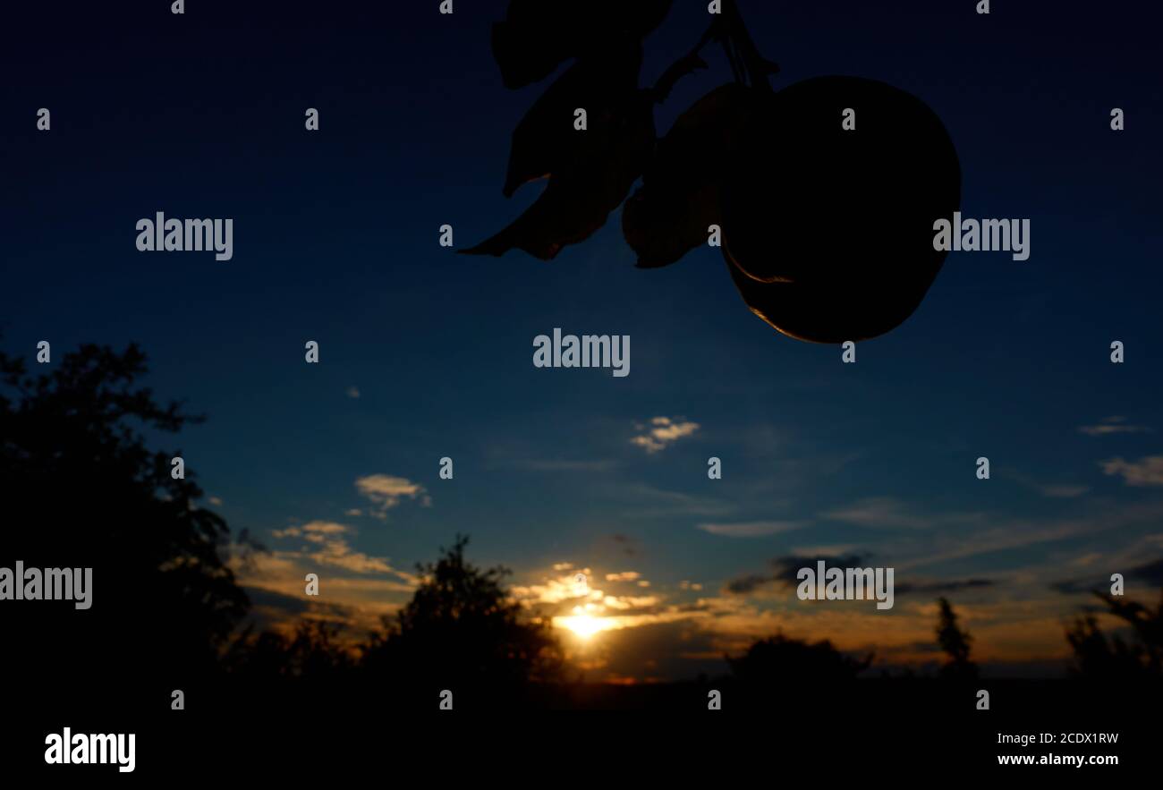 Single apple in the sunset, fruit and many fruit trees are shown in ...