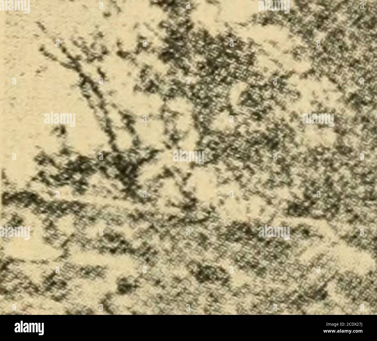 Meaning Butcher High Resolution Stock Photography and Images - Alamy