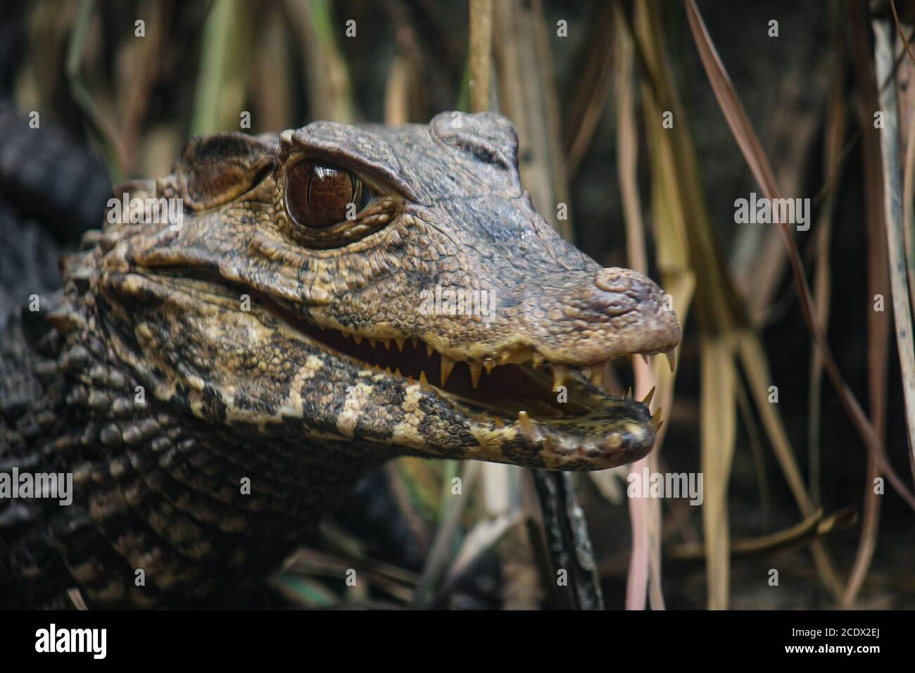 Aligator head hi-res stock photography and images - Alamy